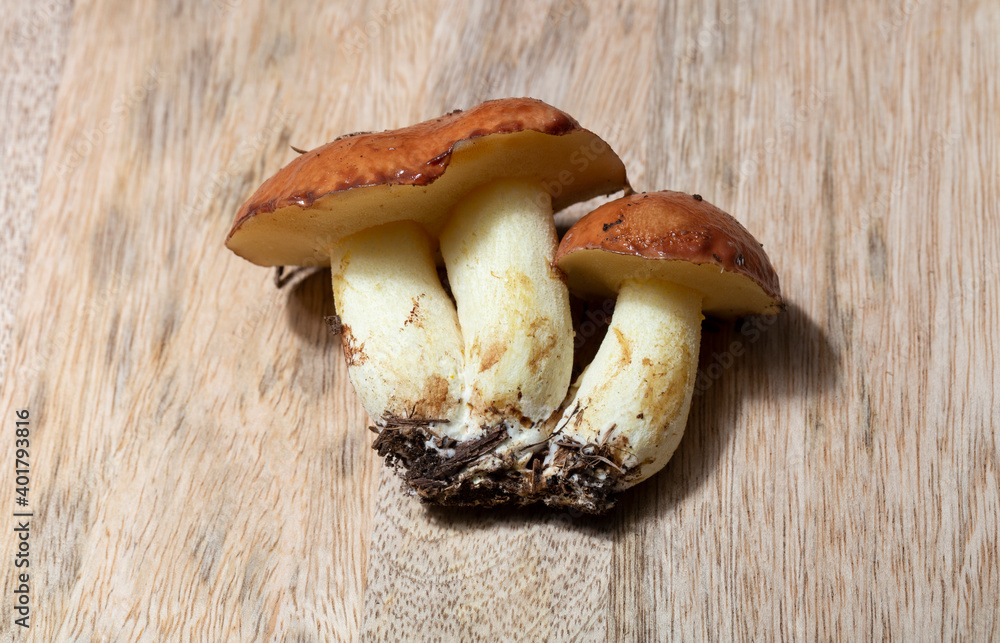 Foto de Suillus is a genus fungi in the family Suillaceae and order Boletales. Conjoined twins ...