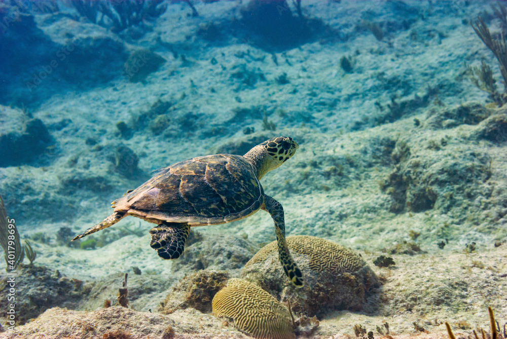 Side view of a Green turle cruising in the waters of Little Cayman ...