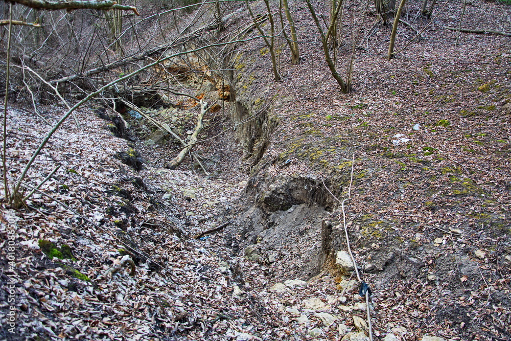 Exposed tree roots. Soil erosion.Loess rock slope wall in natural ...