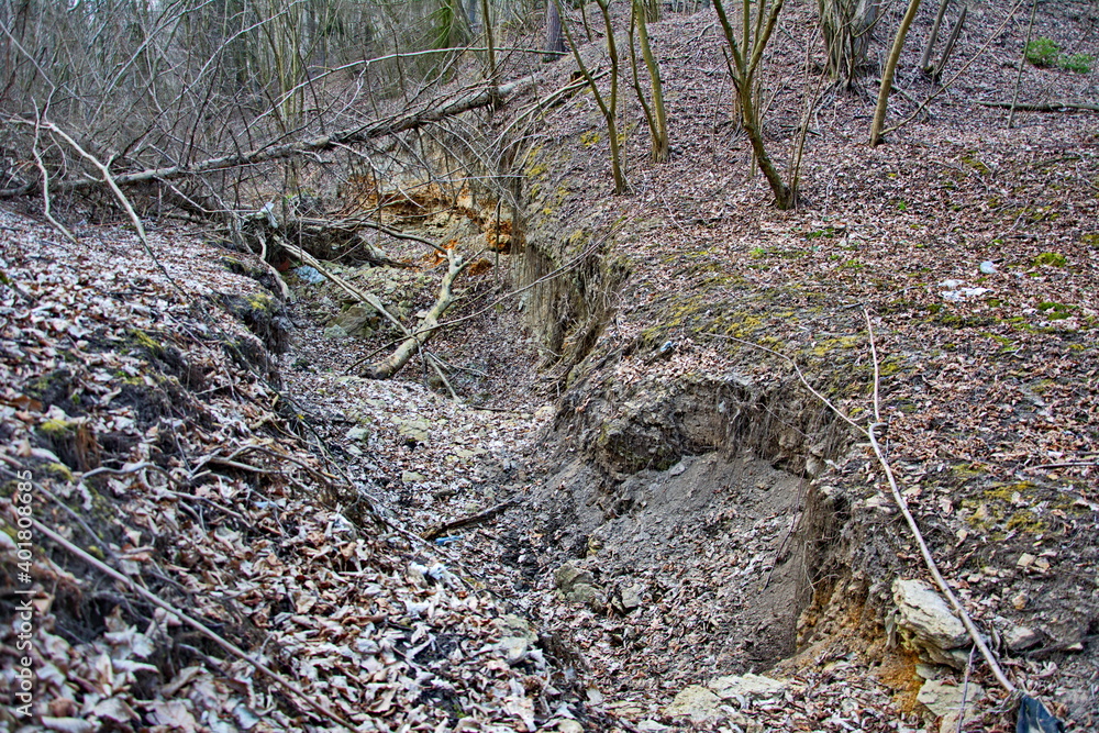 Exposed tree roots. Soil erosion.Loess rock slope wall in natural ...