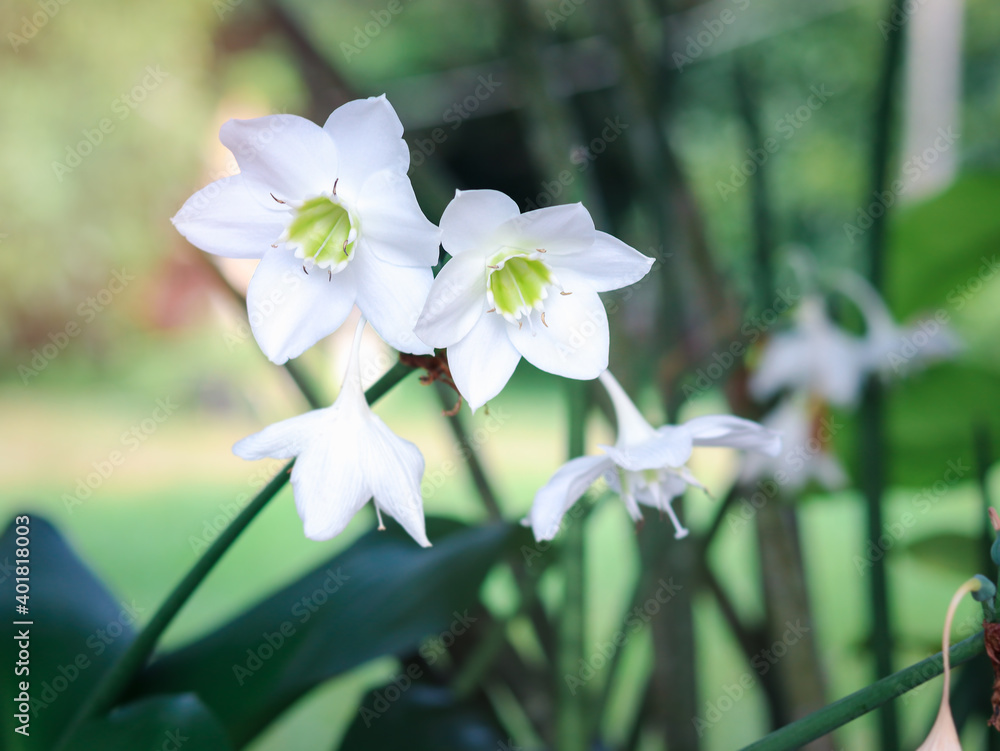 Amazon lily, Eucharis lily, Eucharis grandiflora, beautiful white ...