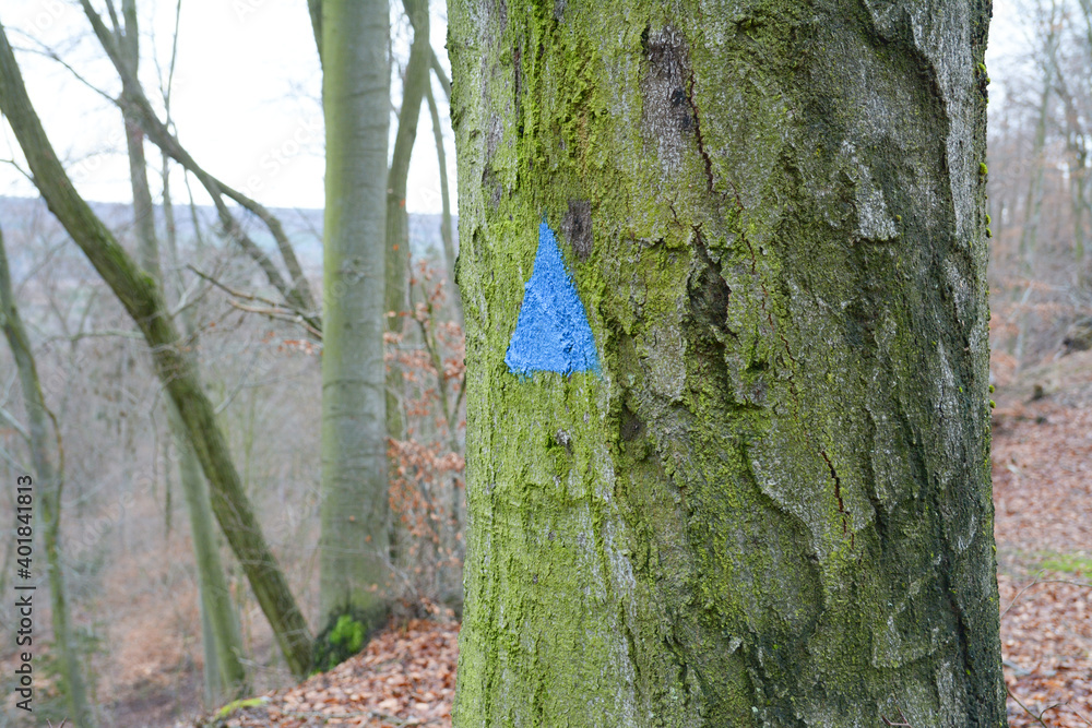 Blue triangle mark on old beech tree. Blue triangle marks a den tree ...