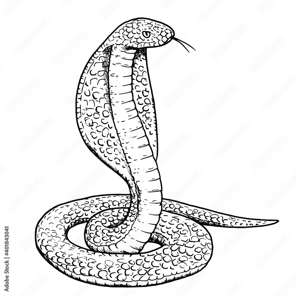 Drawing of cobra snake - hand sketch of wild reptile Stock Vector ...