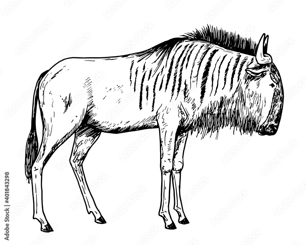 Drawing of wildebeest - hand sketch of gnu antelope Stock Vector ...