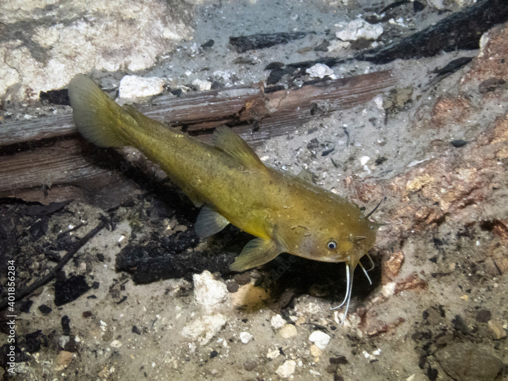 Yellow Bullhead Catfish Stock Photo | Adobe Stock