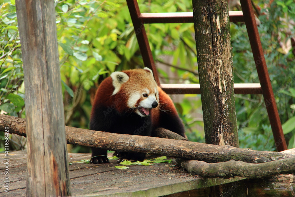 Panda roux Stock Photo | Adobe Stock
