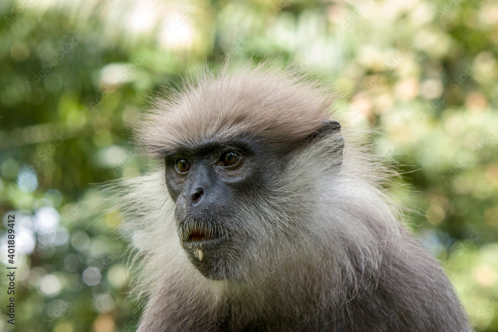 The purple-faced langur (Semnopithecus vetulus) is a species of Old ...