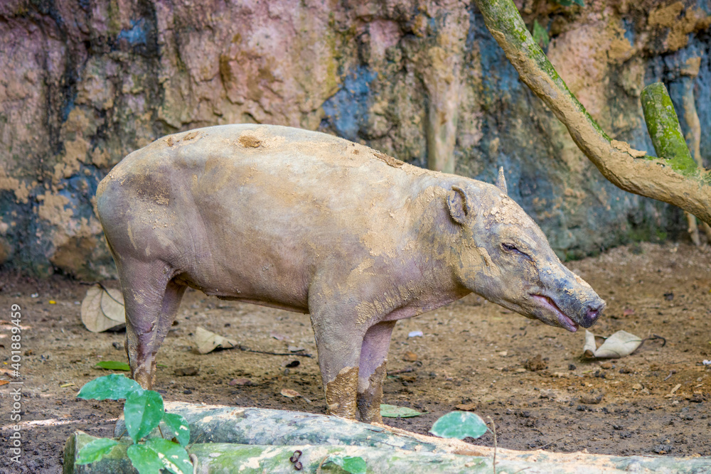 a female Buru babirusa stands alone. It is a wild pig-like animal ...