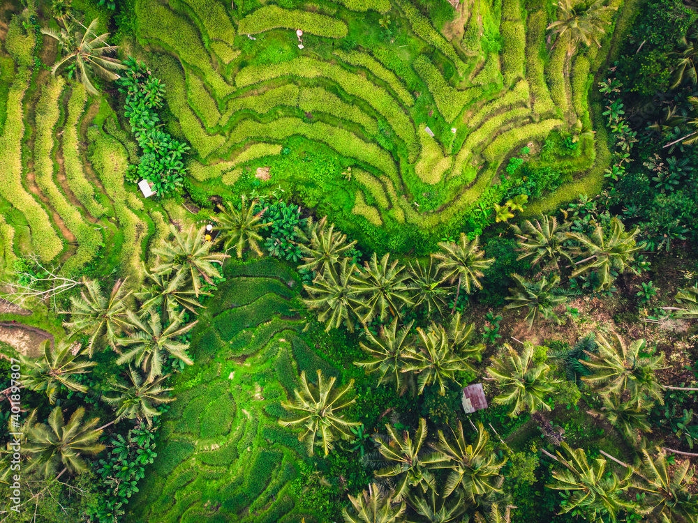 aerial top down drone jungle pattern shape of the nature with green ...
