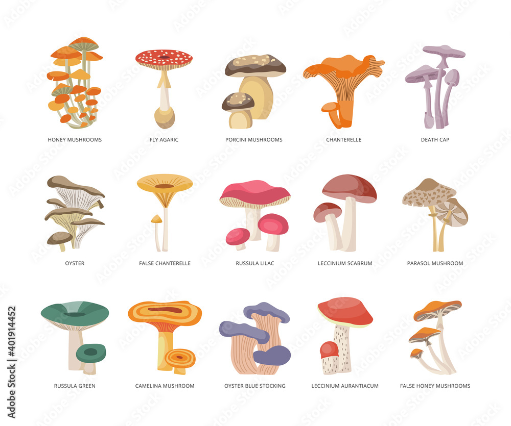 Table of edible and poisonous mushrooms flat vector illustration ... Table of edible and poisonous mushrooms flat vector illustration ...