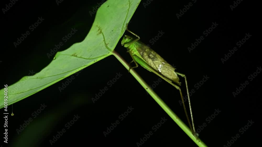 Katydid, Bush Cricket, Tettigoniidae, 4K Footage; seen under a wide ...