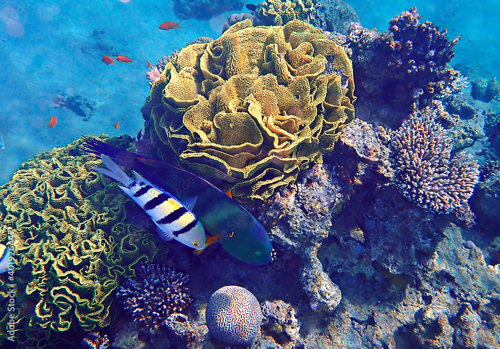 Morning scene from the life of exotic fish inhabiting coral reefs at ...