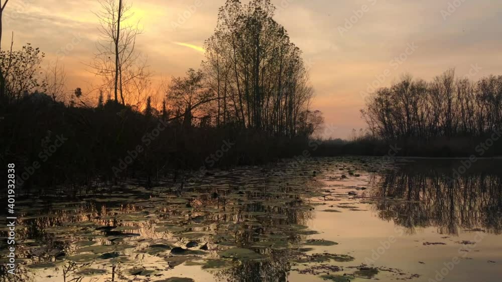 A video shot at sunset between the long trees with a drone in Sakarya ...