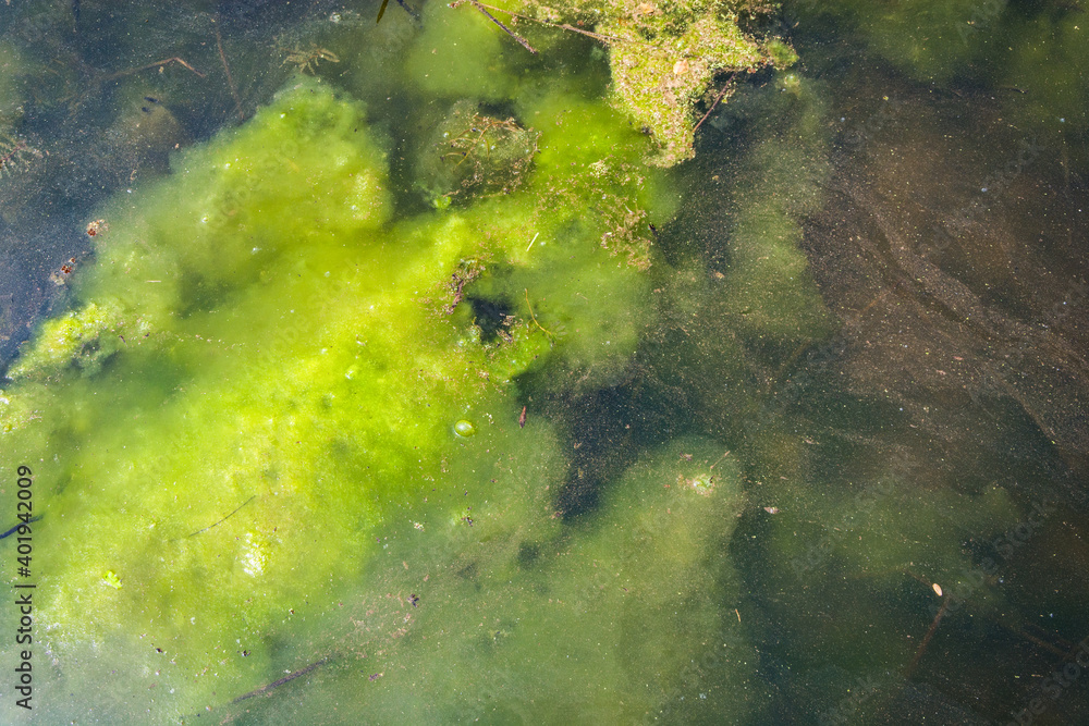 Blue algae, water pollution Stock Photo | Adobe Stock