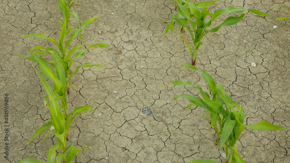 Maize corn drought field land leaves Zea mays, drying up soil, drying ...
