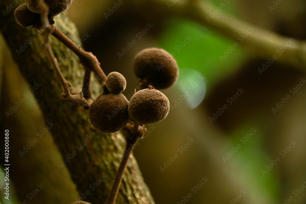 Fruits of yellow vine or Coscinium fenestratum from Western Ghats ...