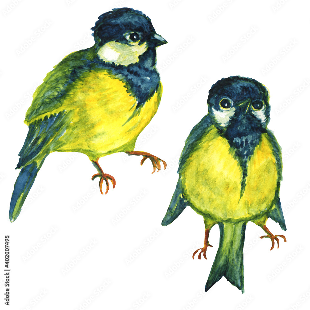 Birds clip art ,illustrations, Garden, Birds clipart, Watercolor Bird ...