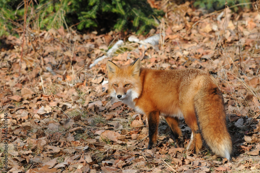 Fox stock photos.Red fox close-up side profile view displaying full ...