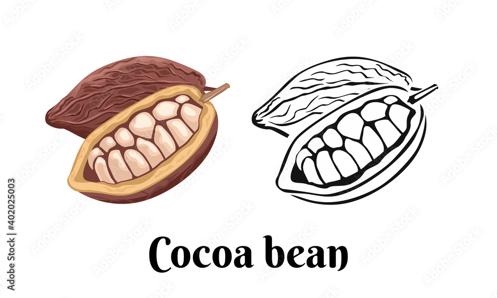 Cocoa bean vector color cartoon illustration and black and white ...