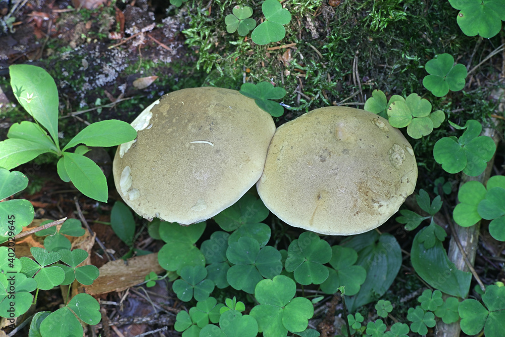 Tylopilus felleus, known as the bitter bolete or the bitter tylopilus ...