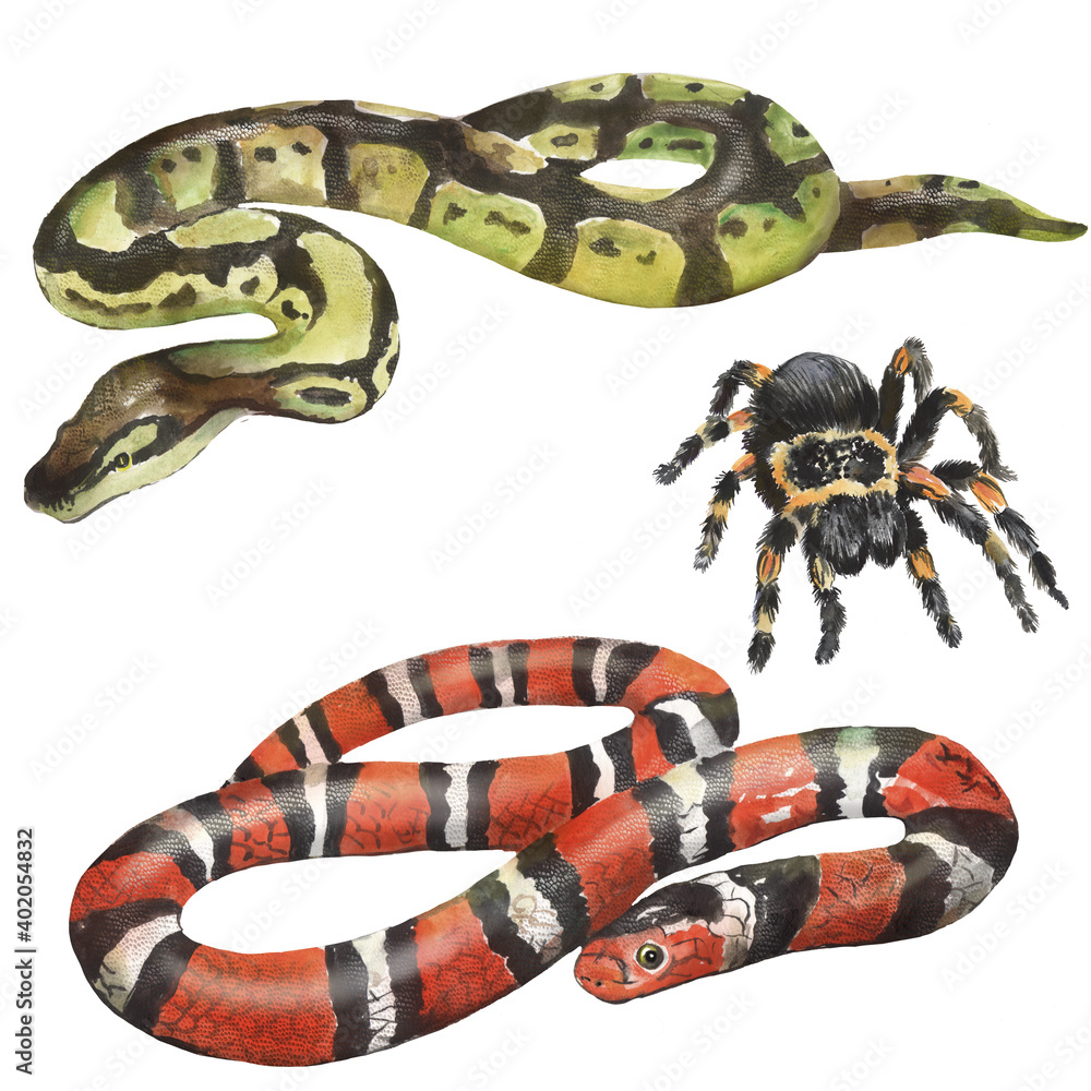Watercolor illustration with pets, snakes, spider, terrarium animals ...