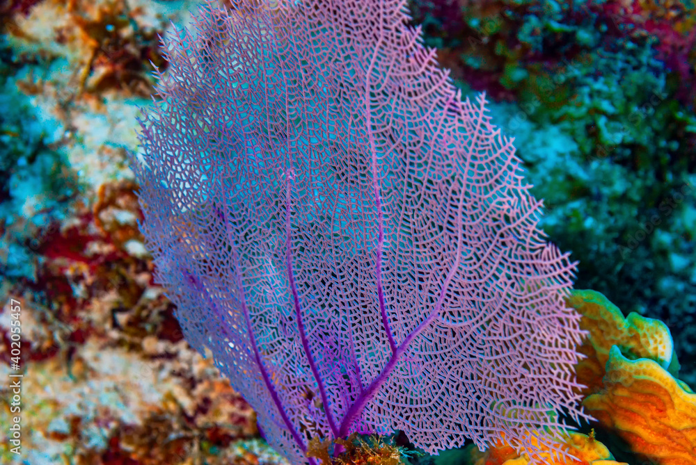 Purple Sea Fan
