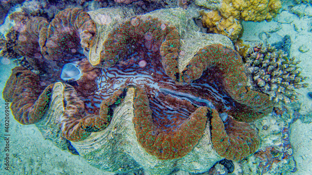 Giant clam with vibrant colors in Aitutaki Cook Islands Stock Photo ...