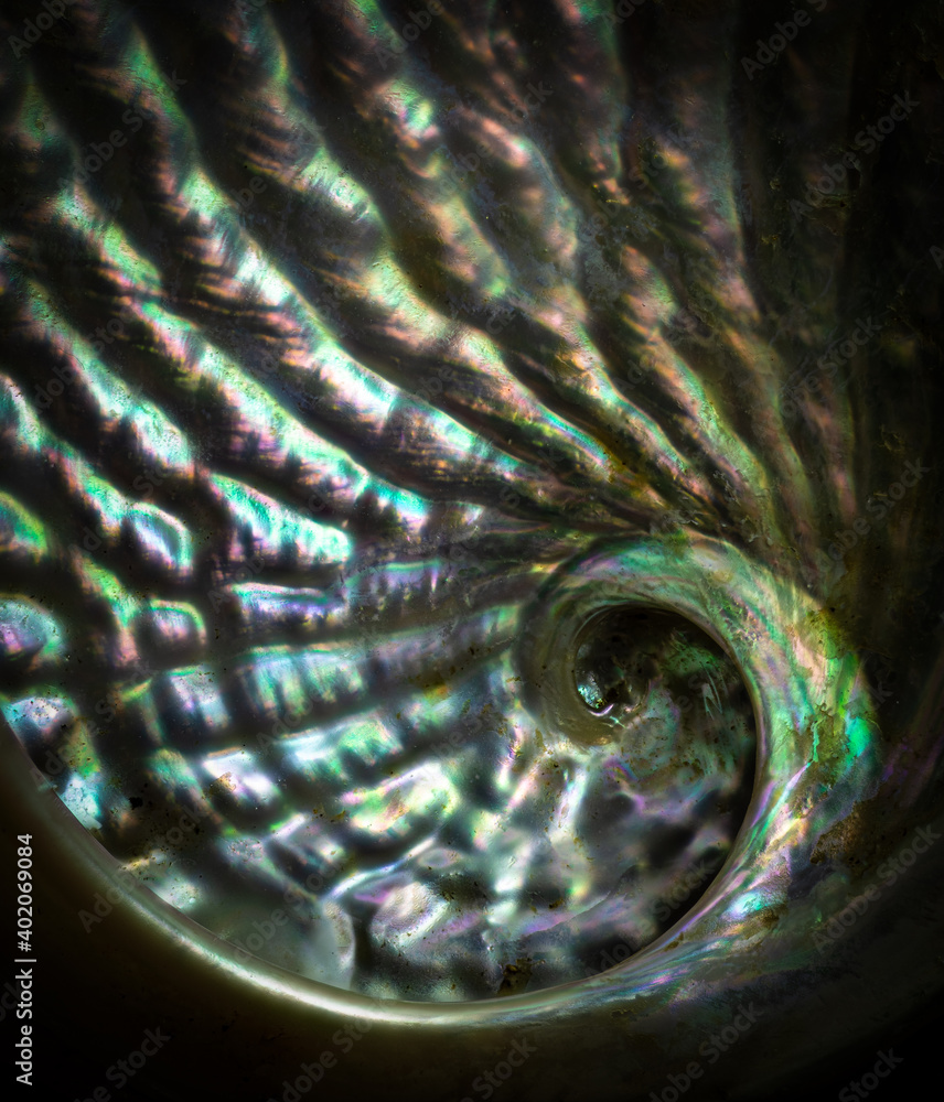 Foto de Macro view of inside of shell of abalone, showing the ...