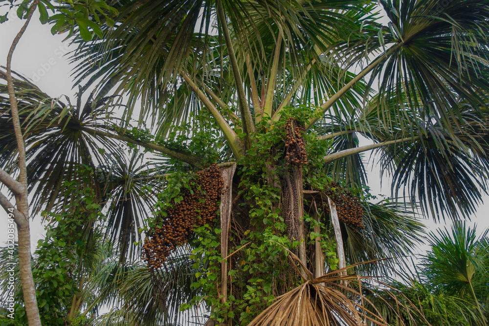 One of the most nutritious palm tree fruits in the Amazon is aguaje, a ...