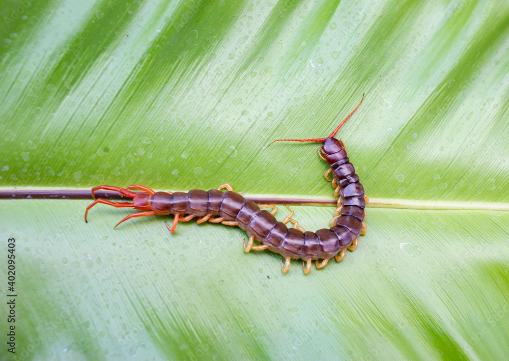 A centipede can bite. It is a poisonous animal and has a lot of legs ...