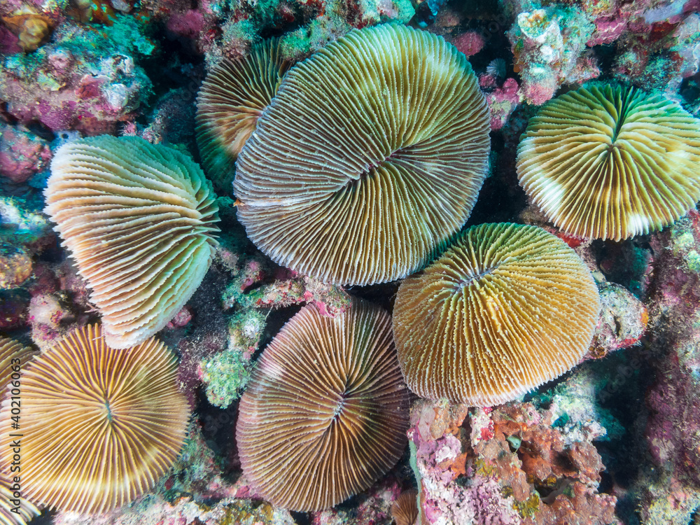 Common Mushroom Coral (Fungia) - a genus of corals in the family ...