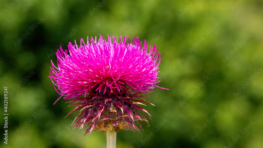 Fotka „Silybum marianum is fairly typical thistle has red to purple ...