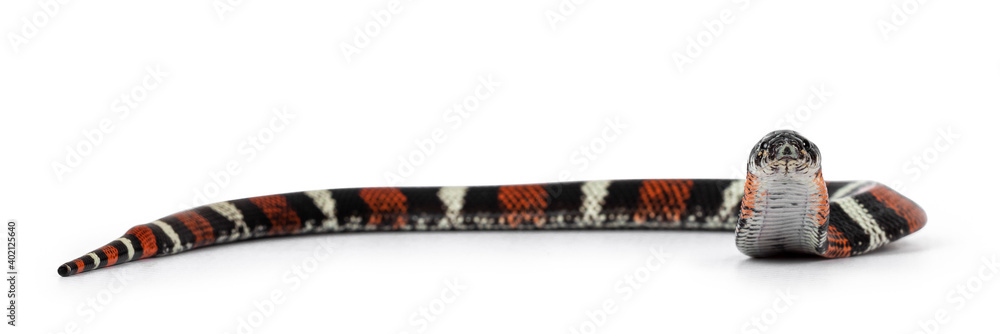 Tri-color hognose aka Xenodon pulcher snake. Isolated on white ...