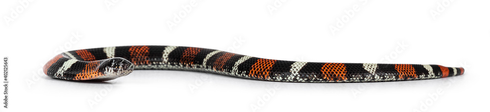 Tri-color hognose aka Xenodon pulcher snake. Isolated on white ...