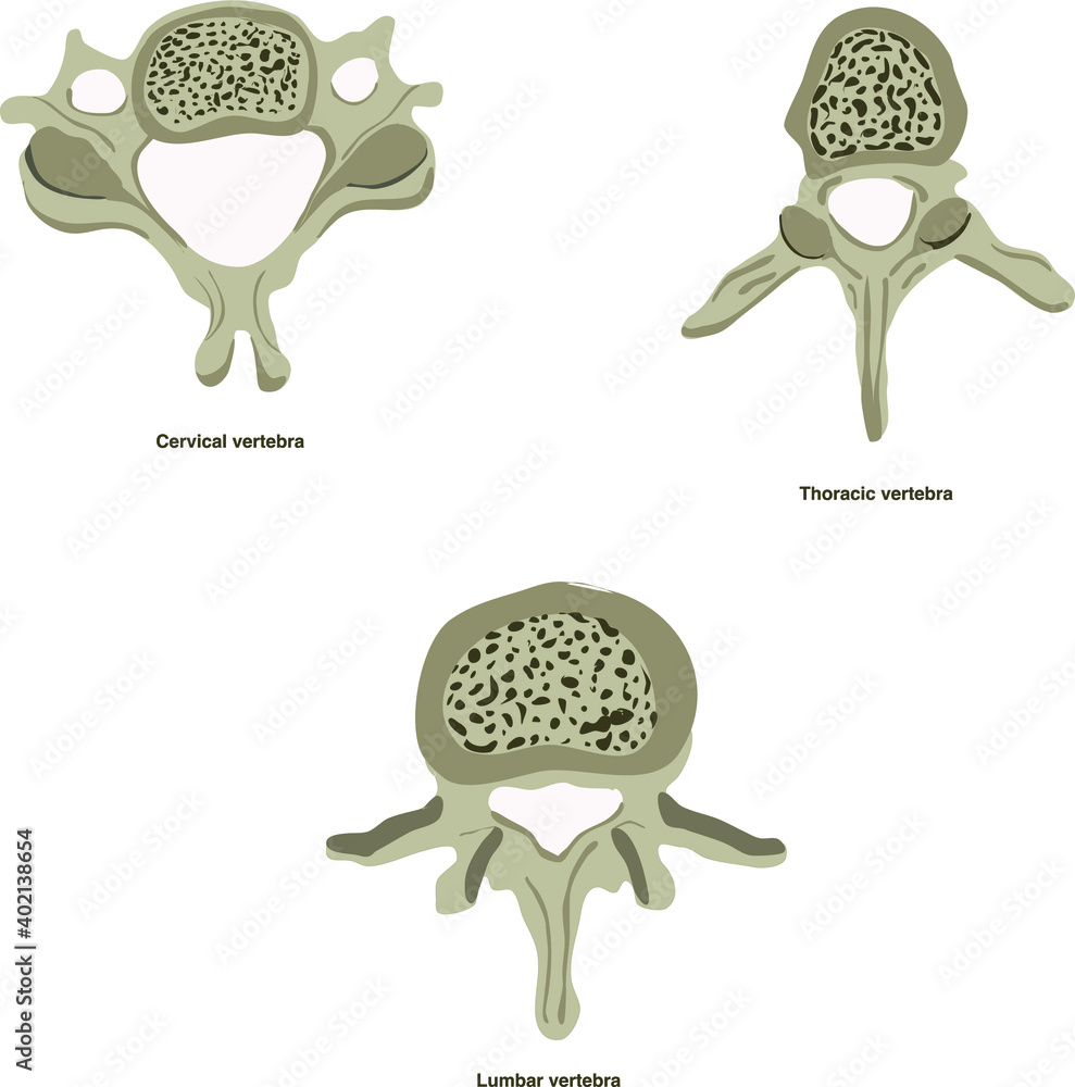 vertebral bones of cervical thoracic and lumbar types transverse ...