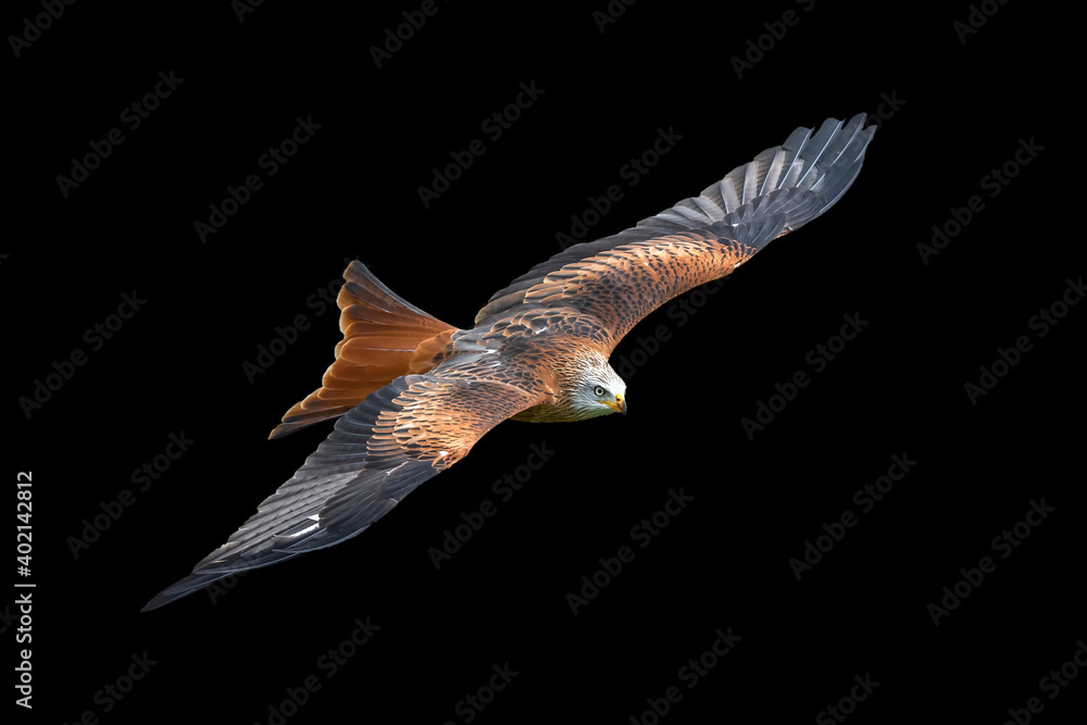 Red Kite (Milvus milvus) rapture in flight cut out and isolated on a ...