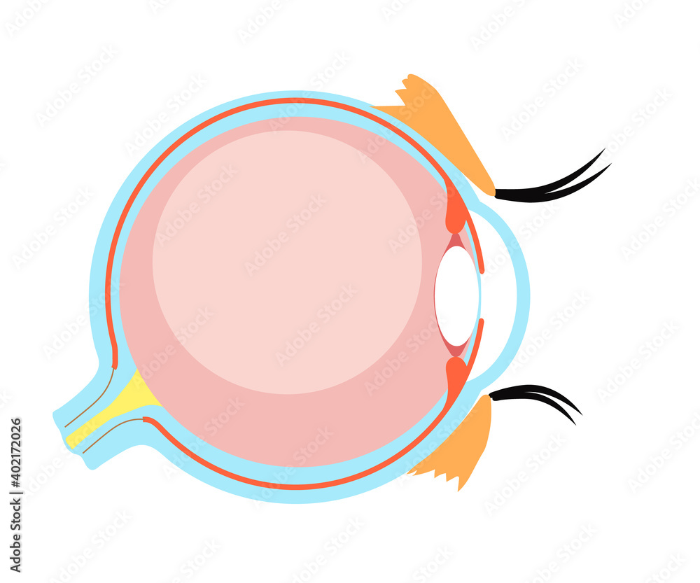 The structure of the eye on a white background. Cartoon. Vector ...