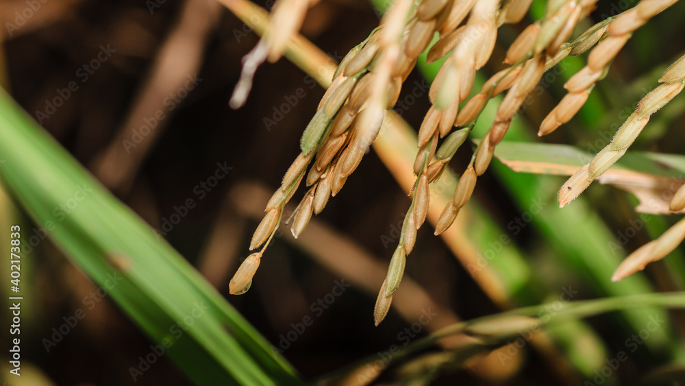 Rice in macro photo. The seeds of the grass species Oryza glaberrima ...