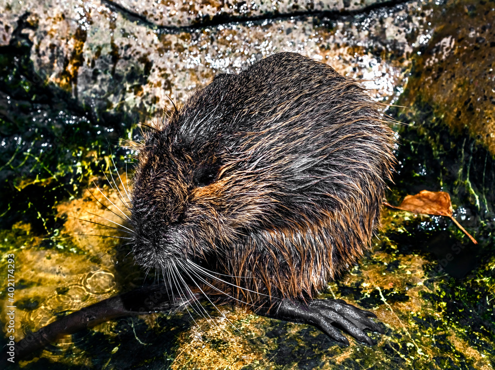 Young nutria in its enclosure. Latin name - Myocastor coypus Stock ...