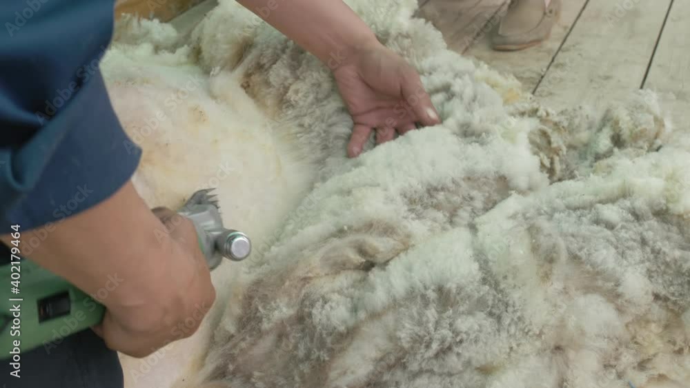 Men shearer shearing sheep at agricultural show in competition. The ...