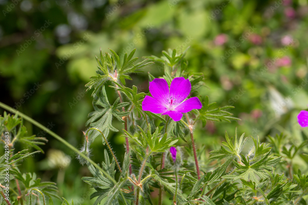 Close up, beautiful photo of Geranium maculatum also known as the wild ...