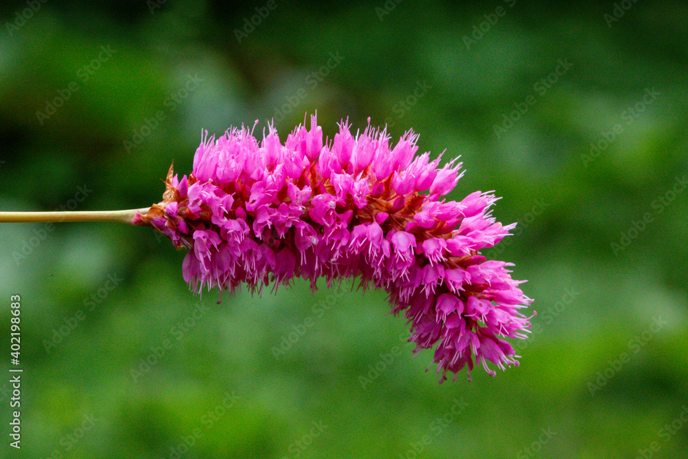 A photo of an amazing pink polygonum that primarily grows in northern ...