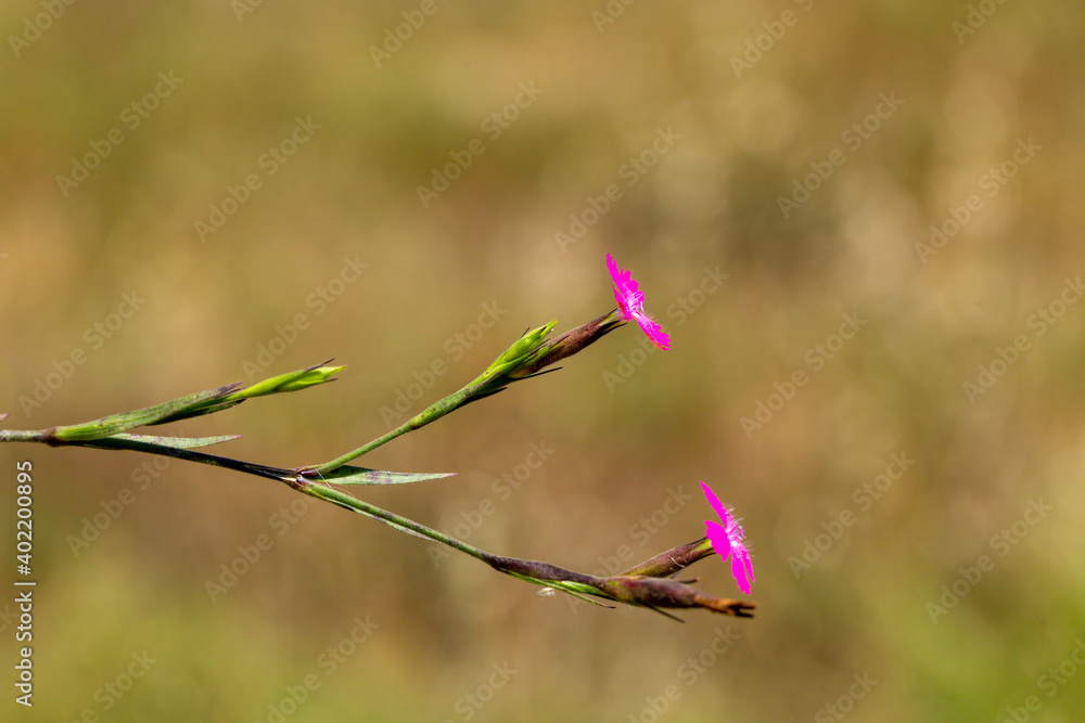 An amazing photo of maiden pink (in Latin Dianthus deltoides). The ...