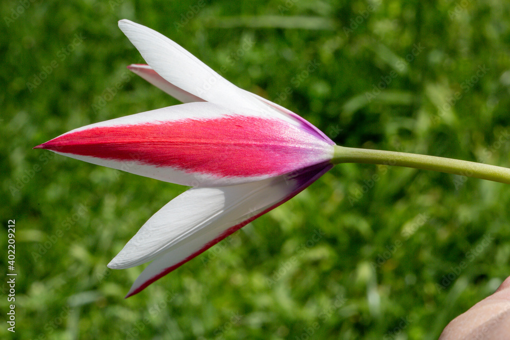 An amazing photo of Tulipa clusiana, which was seen in Denizli. Tulipa ...