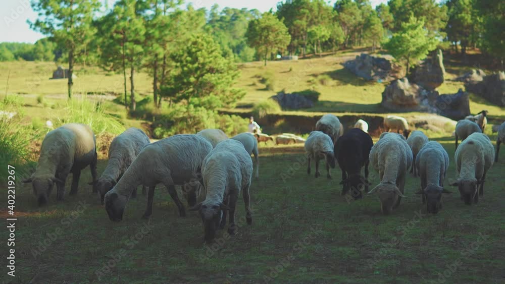 Stockvideon Grabación de algunas ovejas caminando y pastando en el ...