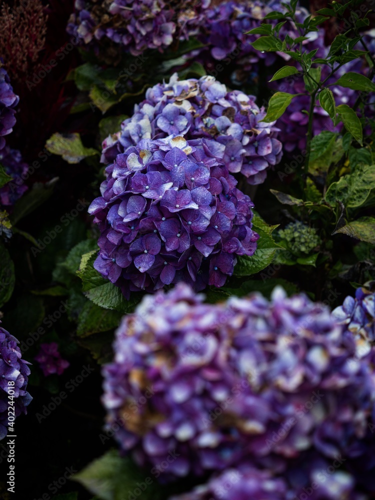 Blue purple violet hydrangea macrophylla flowering plant with wet rain ...