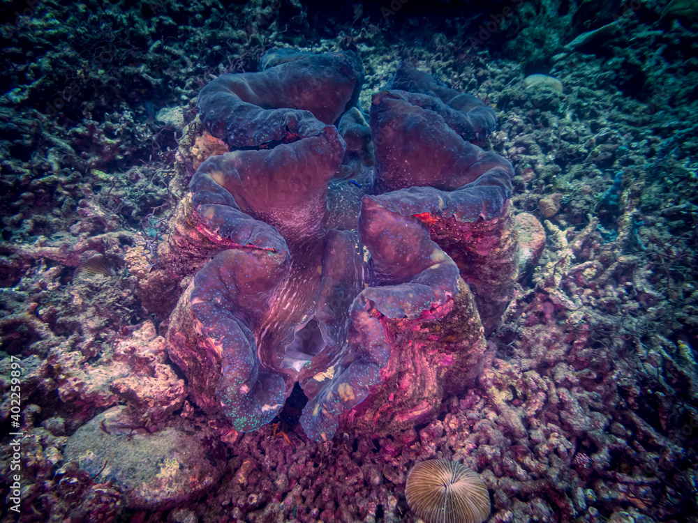 Giant clam (Tridacna gigas) the largest living bivalve mollusks on a ...
