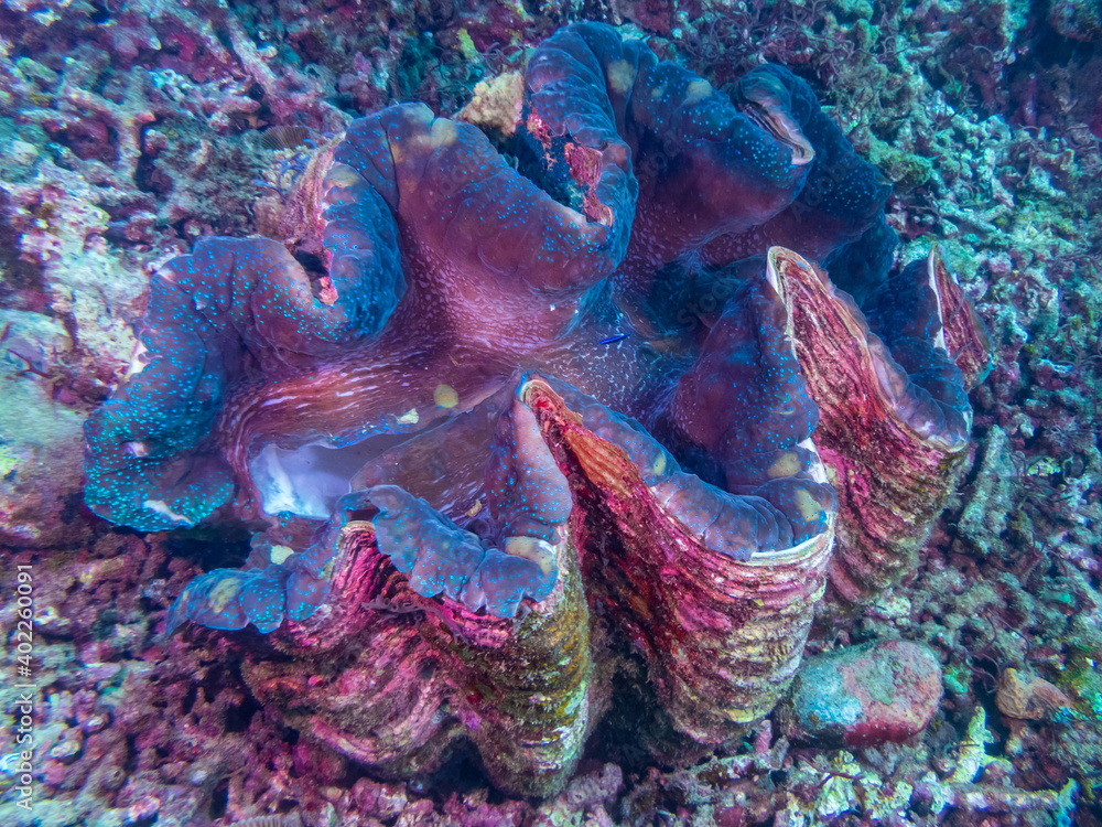 Giant clam (Tridacna gigas) the largest living bivalve mollusks on a ...