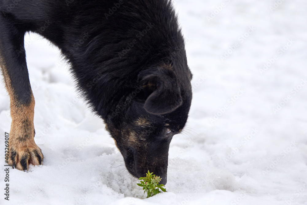 Why Is My Dog Eating So Much Snow