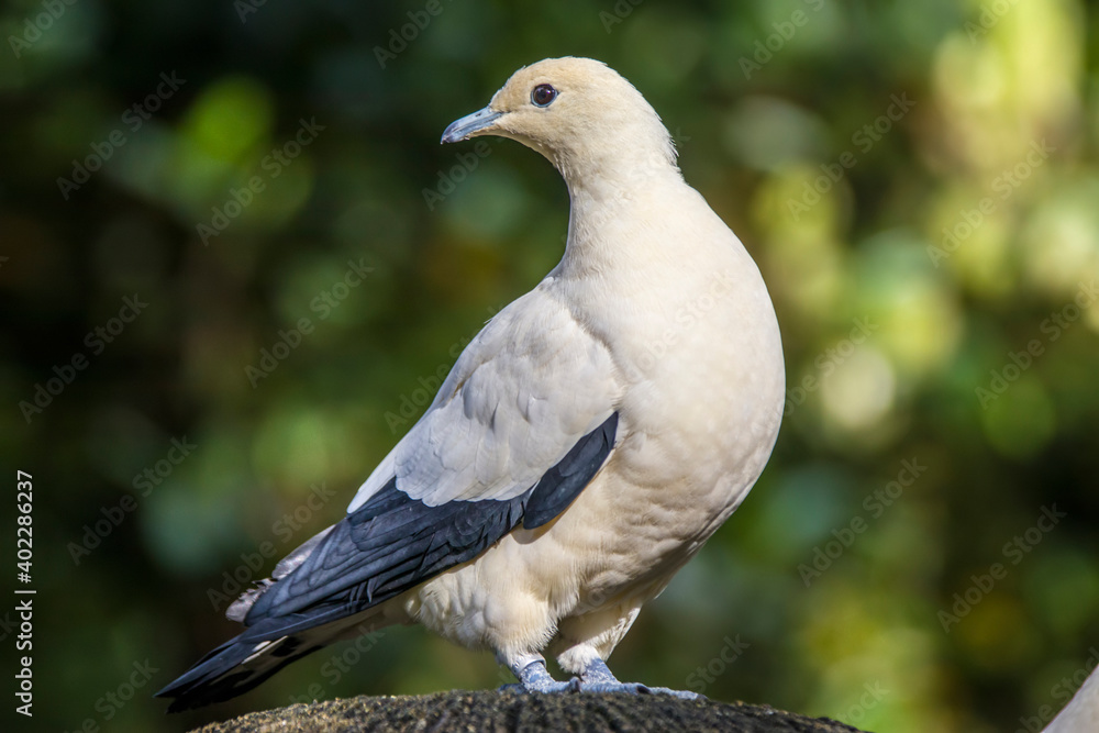 The closeup image of Pied imperial pigeon (Ducula bicolor) It is a ...